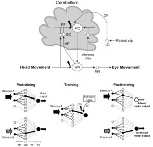 Cerebellum-dependent learning: The role of multiple plasticity mechanisms - Synthetic ...