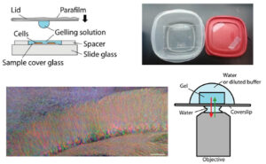 Expansion Microscopy: Protocols for Imaging Proteins and RNA in Cells ...