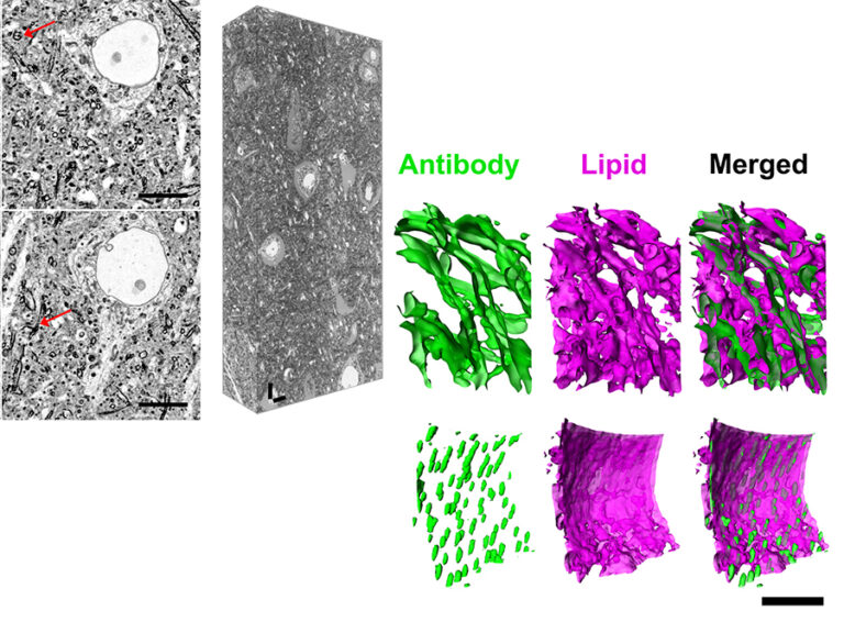Expansion Microscopy of Lipid Membranes - Synthetic Neurobiology Group