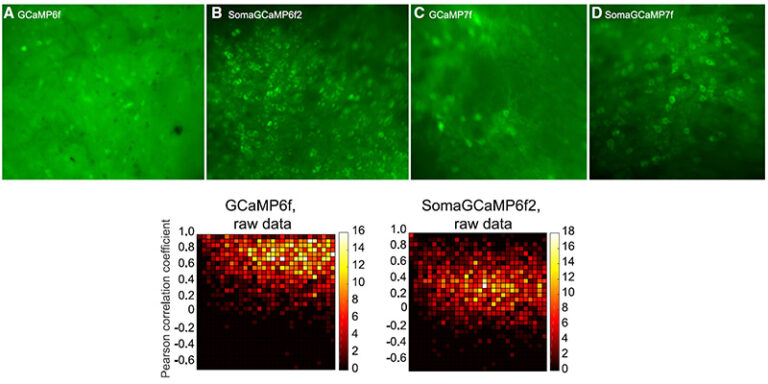 Precision Calcium Imaging of Dense Neural Populations via a Cell-Body ...