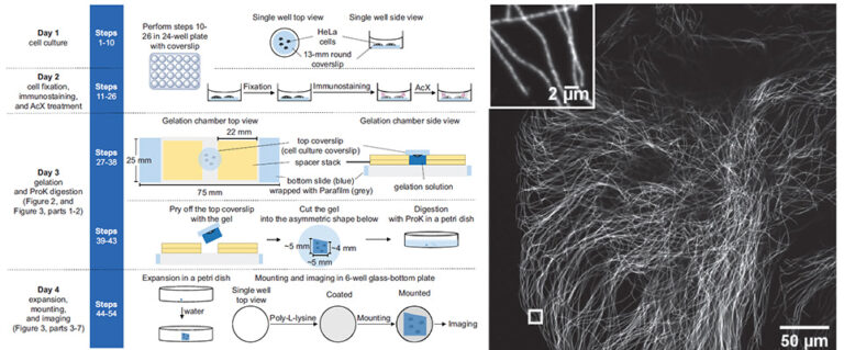 Expansion Microscopy for Beginners: Visualizing Microtubules in ...