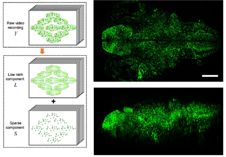 Sparse decomposition light-field microscopy for high speed imaging of neuronal activity ...