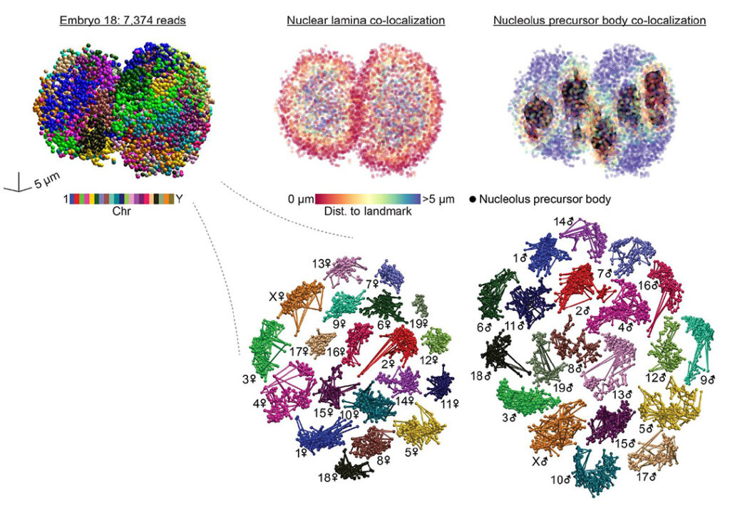 In situ genome sequencing resolves DNA sequence and structure in intact ...