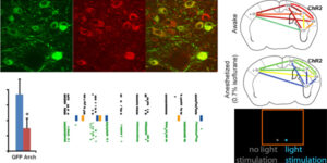 Understanding, and simulating, the brain - Synthetic Neurobiology Group
