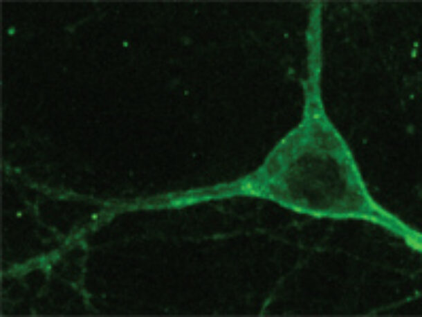 Maps of Mechanisms - Synthetic Neurobiology Group