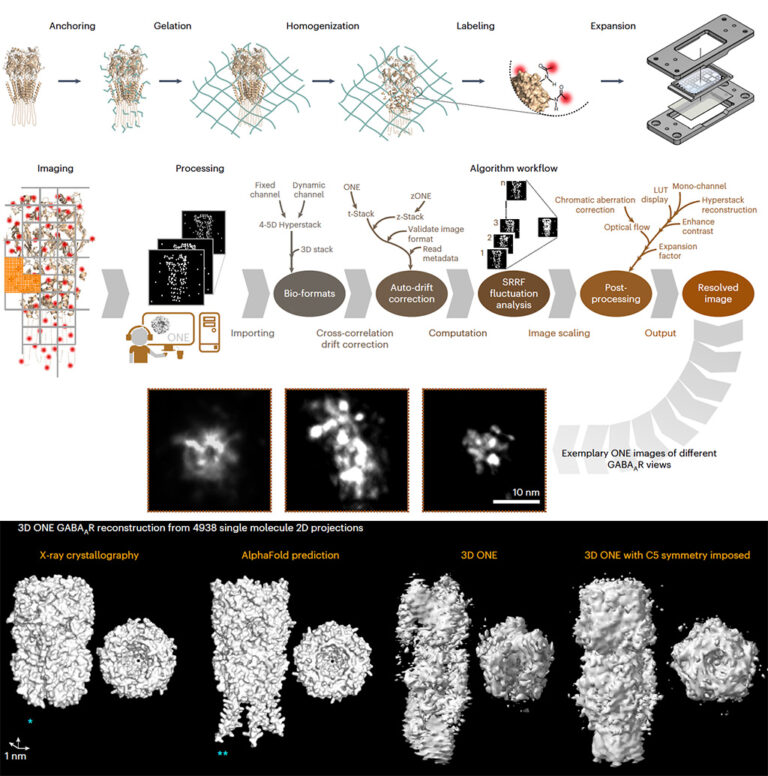 One-step nanoscale expansion microscopy reveals individual protein ...
